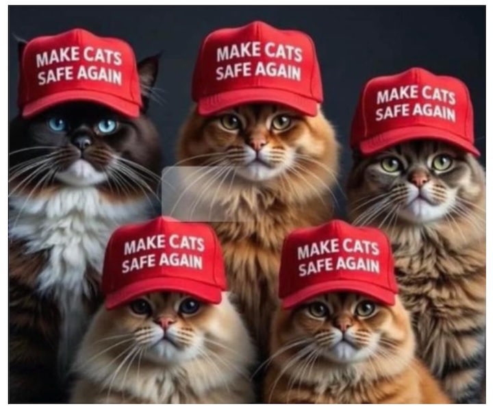 They’re eating the cats